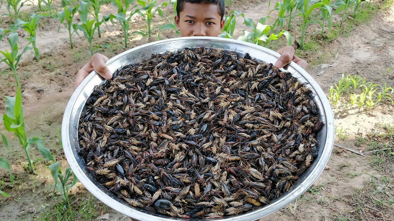 Roast 700 Crickets / Fried Crispy Cricket Recipe - Chili Chili