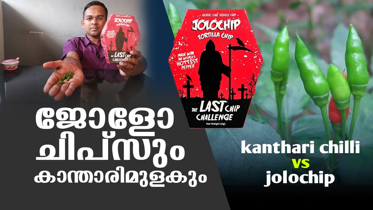Jolochip and Kandhari Mulaku Challenge - chili pepper - Jolo Chip- ജോളോ ...