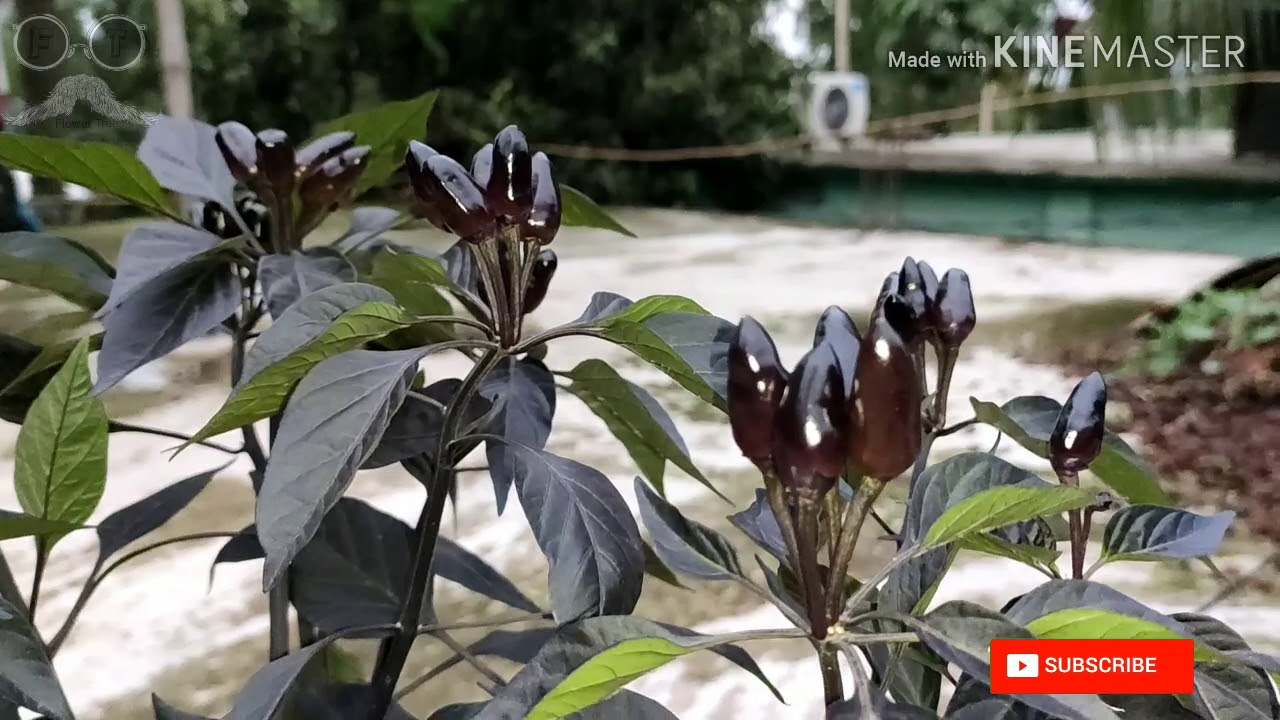 Black Chili Different Types Of Chili Chili Chili black-chili-different-types-of-chili-chili-chili