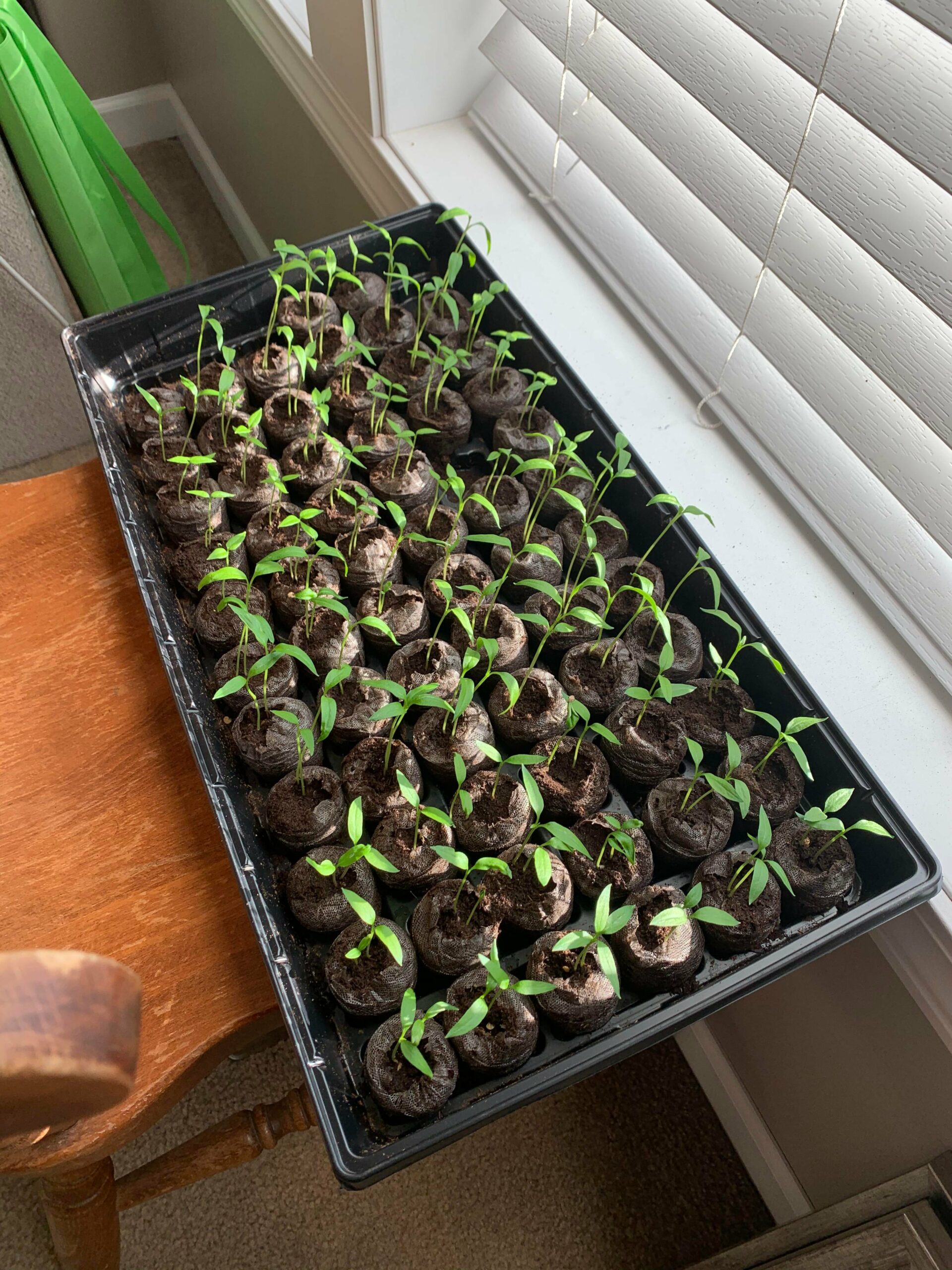 Going to be a spicy fall! Pretty good germination. List of peppers in ...