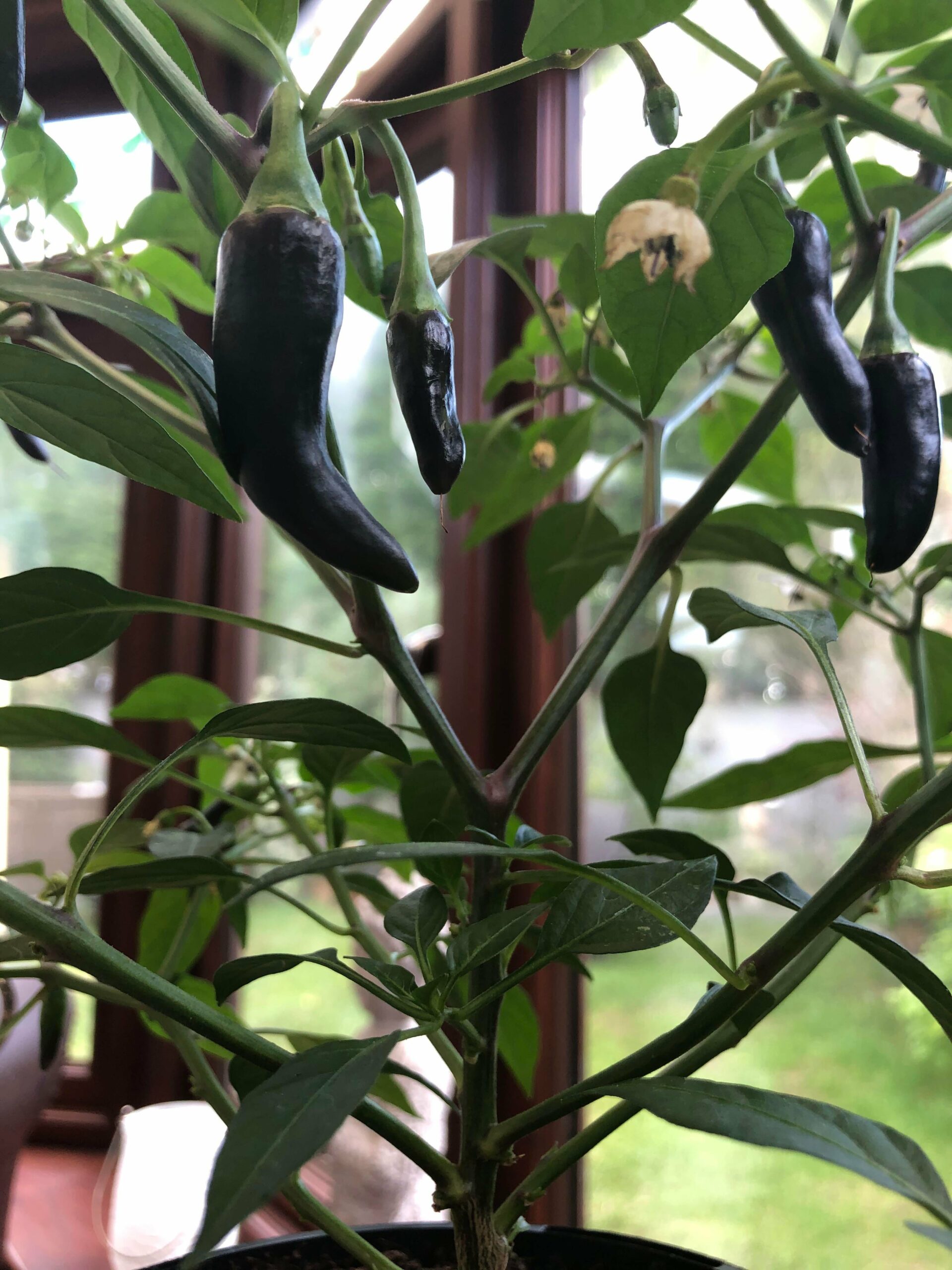 Chilli pepper identification - Chili Chili