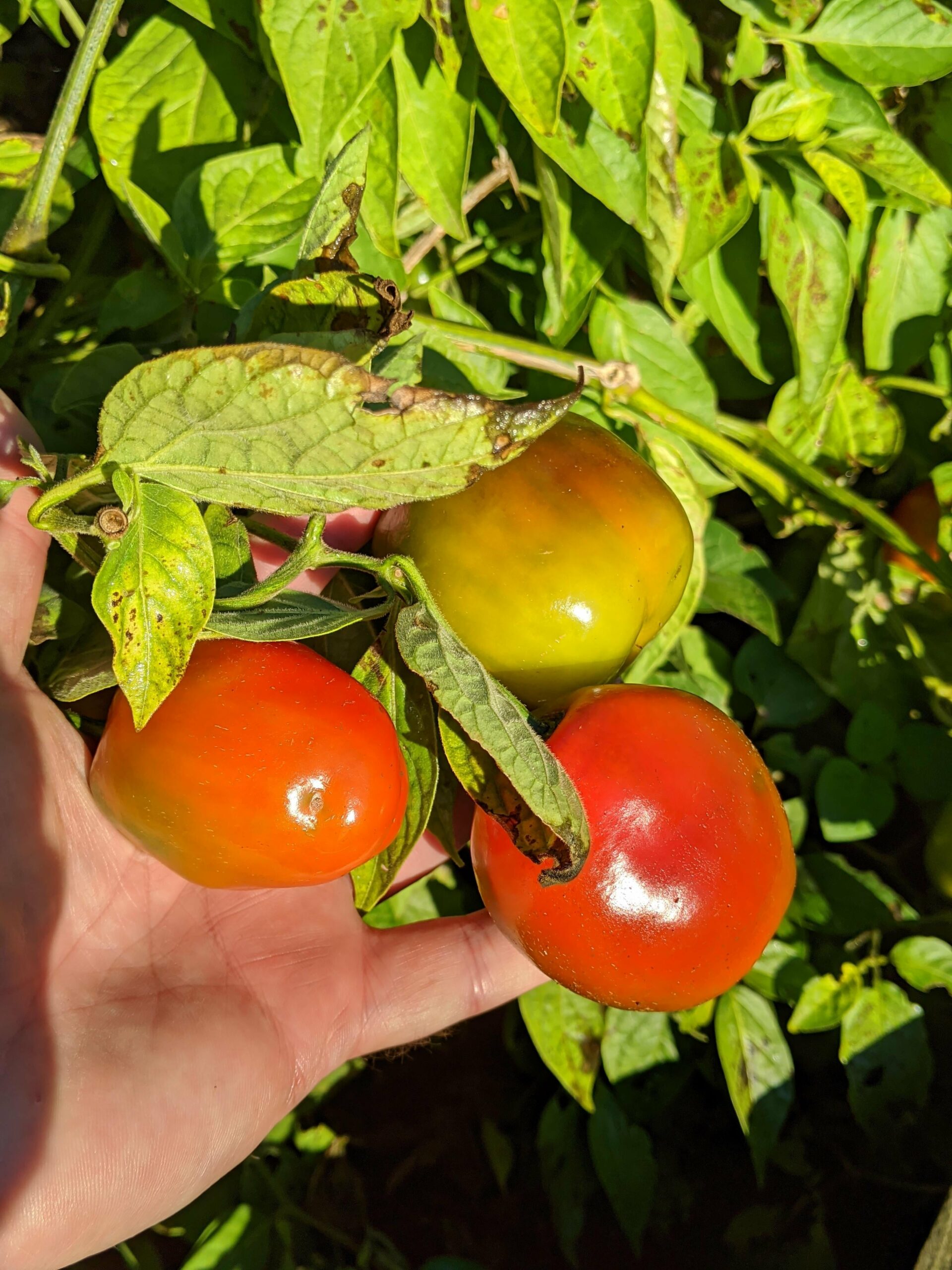 Midwinter Manzano (Rocoto) chili. Southern Hemisphere, midwinter, 41 ...