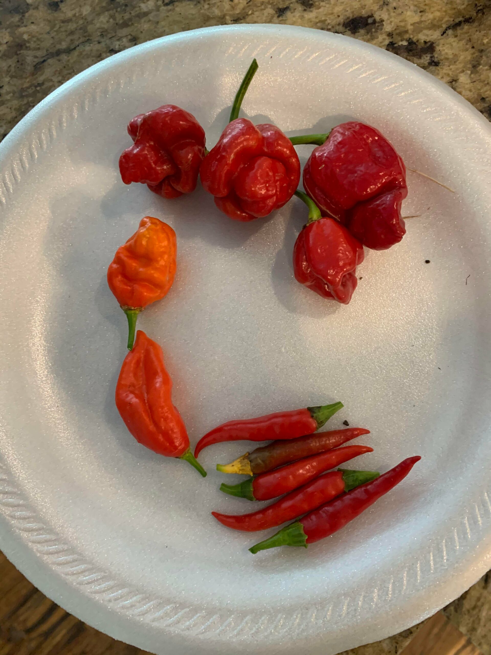 Today’s pepper harvest: Trinidad Scorpions, Ghost Peppers, and some ...