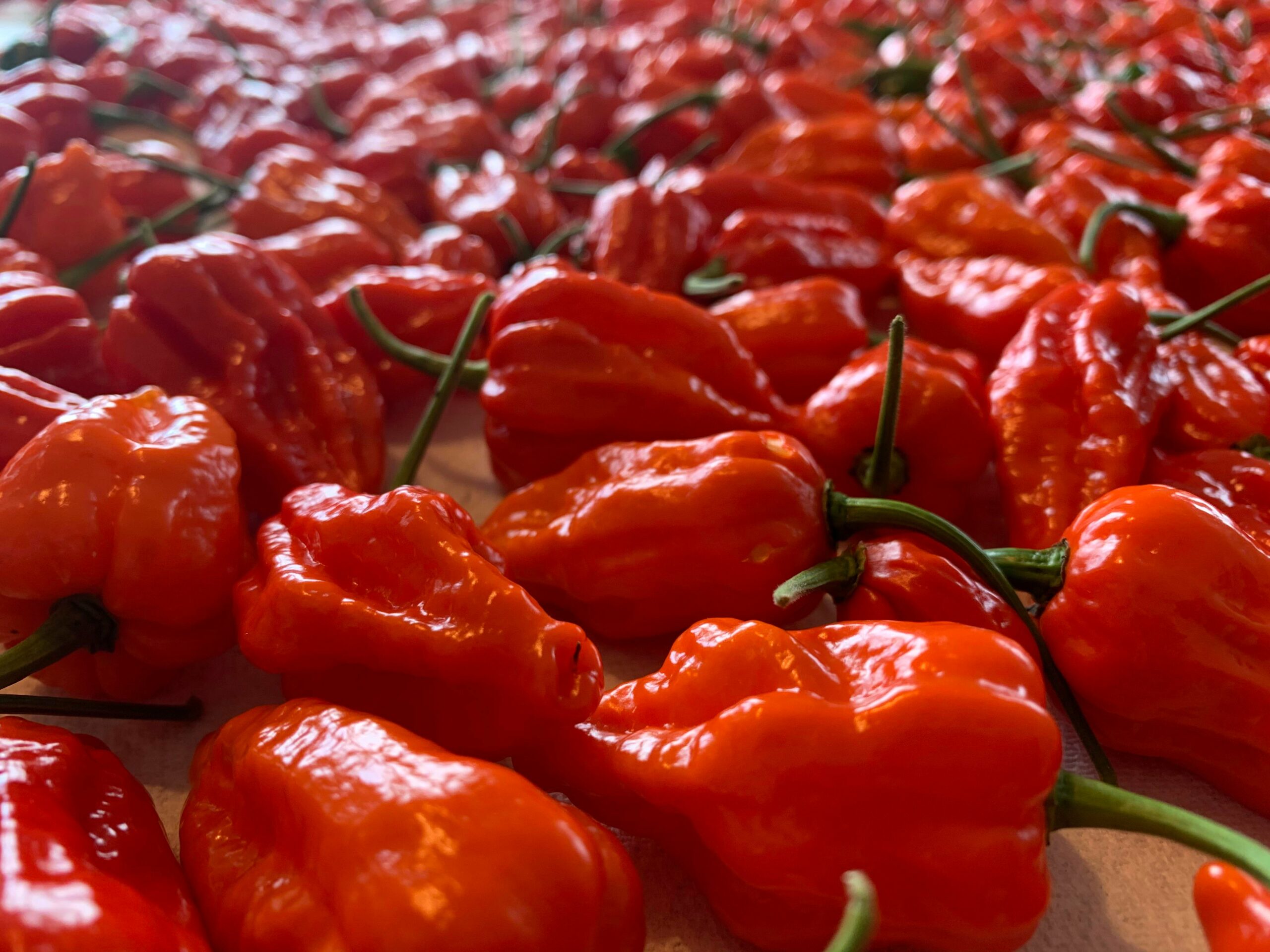 A carpet of Dorset Naga. - Chili Chili