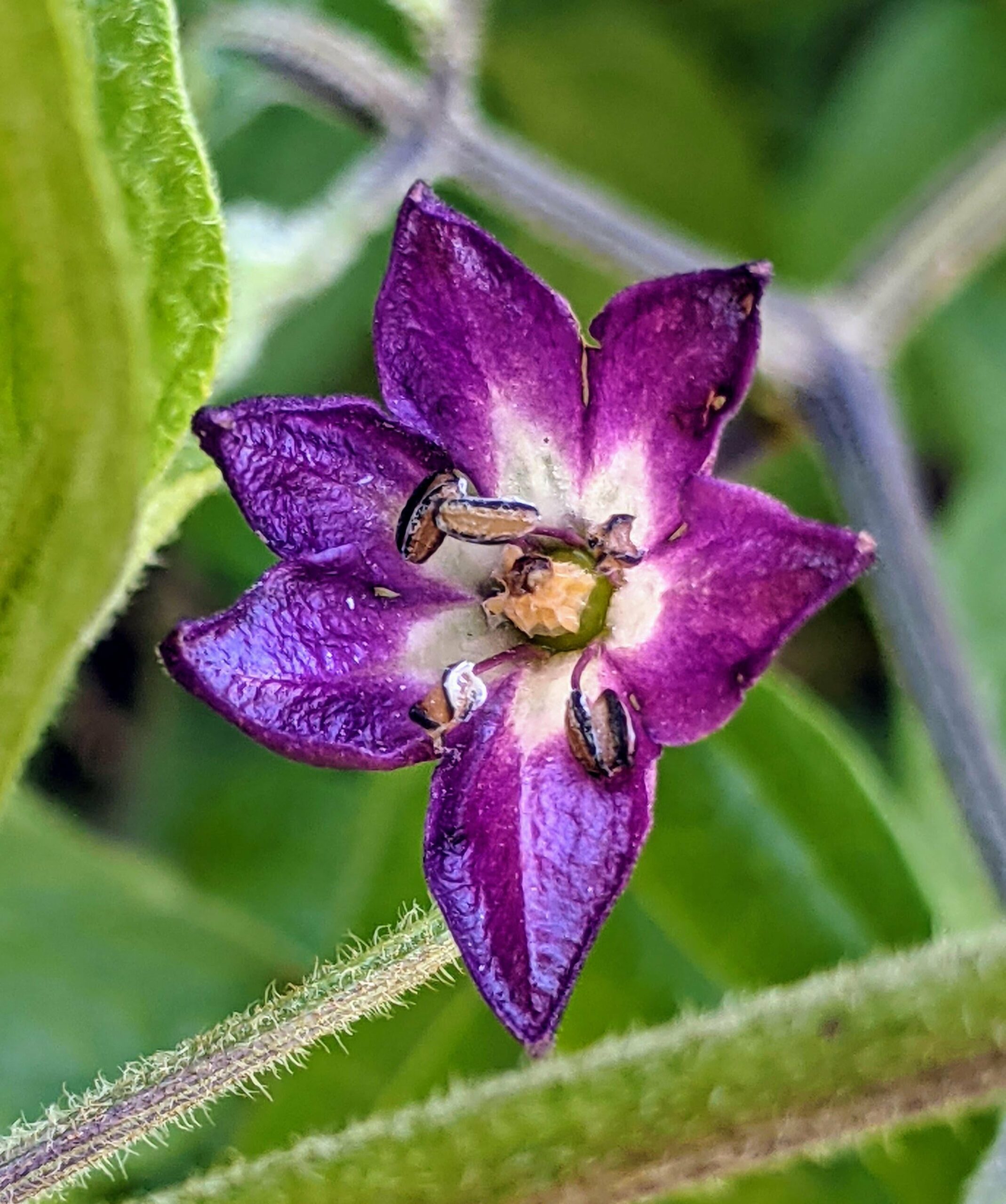 Rocoto (Capsicum Pubescens ) chilli flower, NW Tasmania. These grow ...