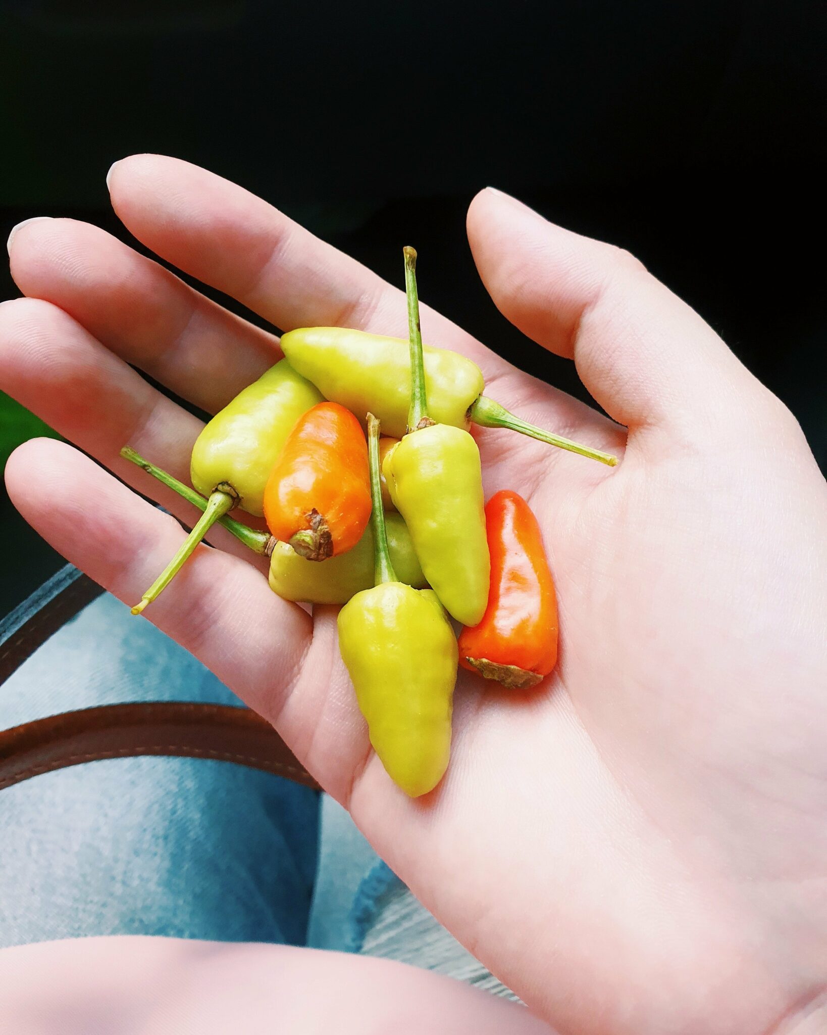 What type of pepper is this? (From the Philippines) - Chili Chili
