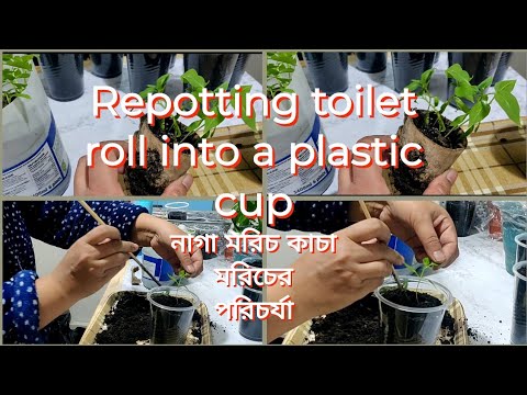 How to repot your chili plant. - Chili Chili