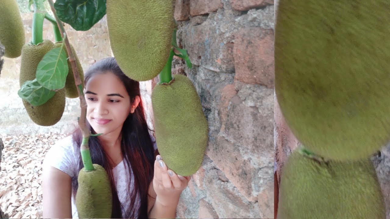 Seasonal jack fruit recipe from my home garden | Sandy's veg food ...