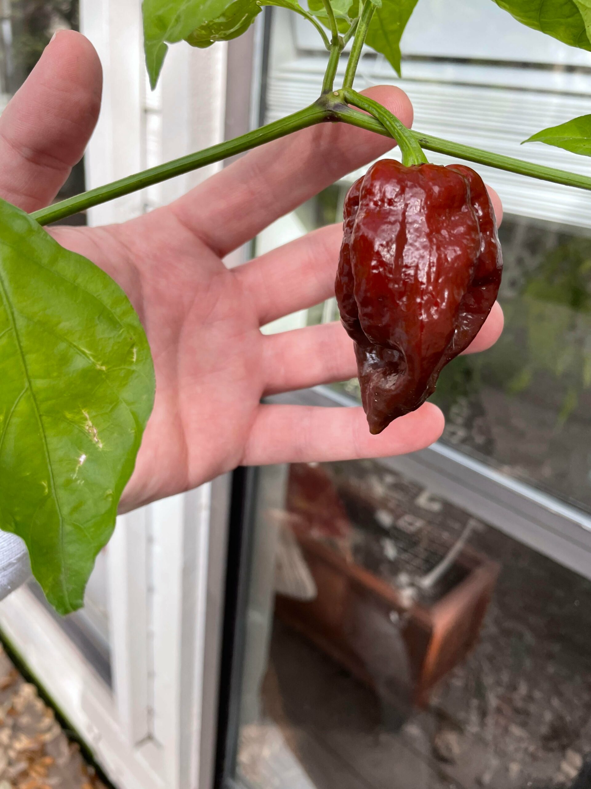 Just my giant Chocolate Reaper. - Chili Chili