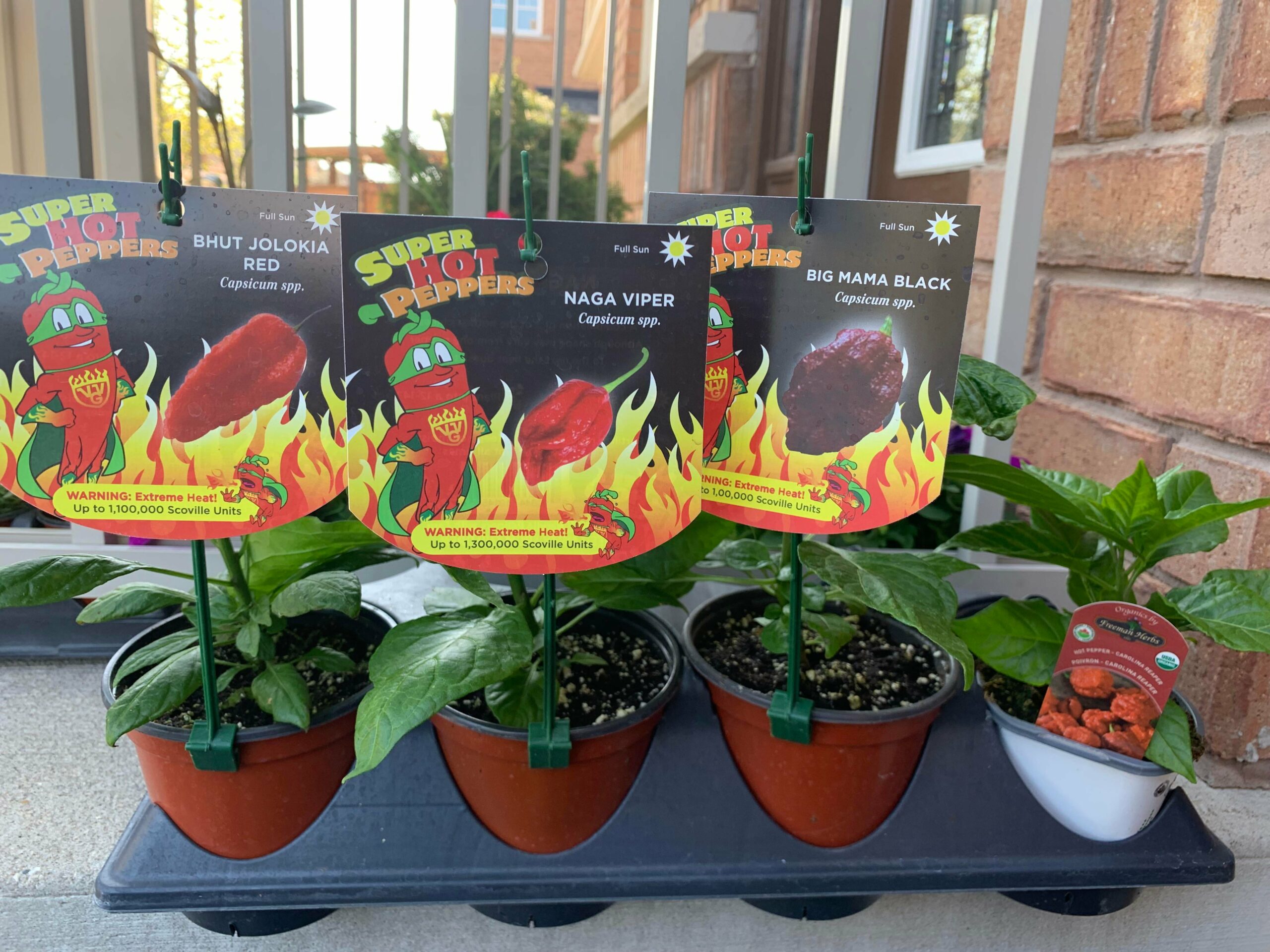 My Babies!!! - Chili Chili