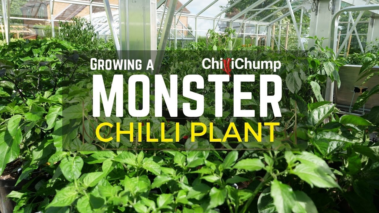 Growing a Monster Chilli Plant - Chili Chili