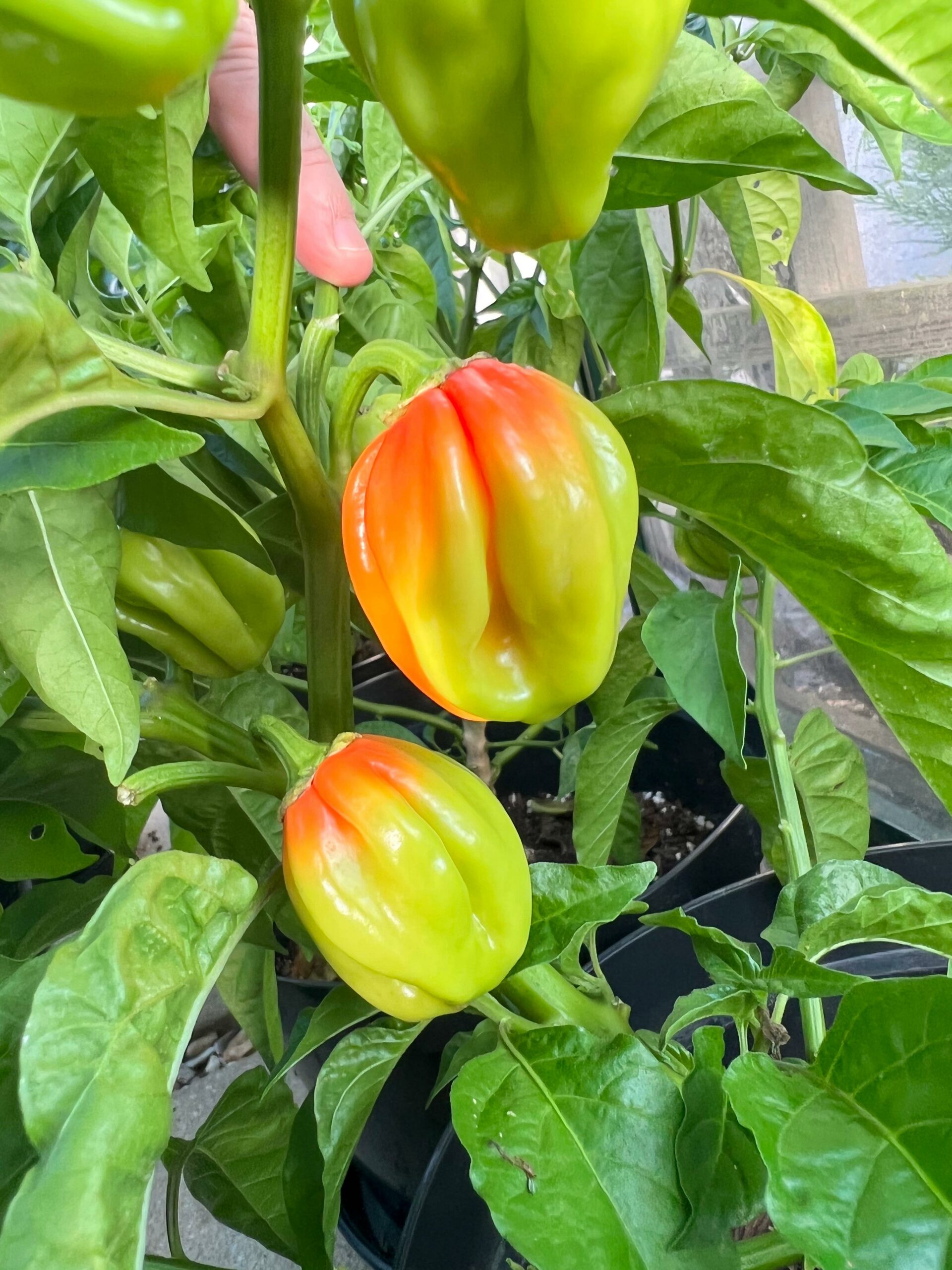 My ripening Caribbean Habaneros looking very Caribbean - Chili Chili