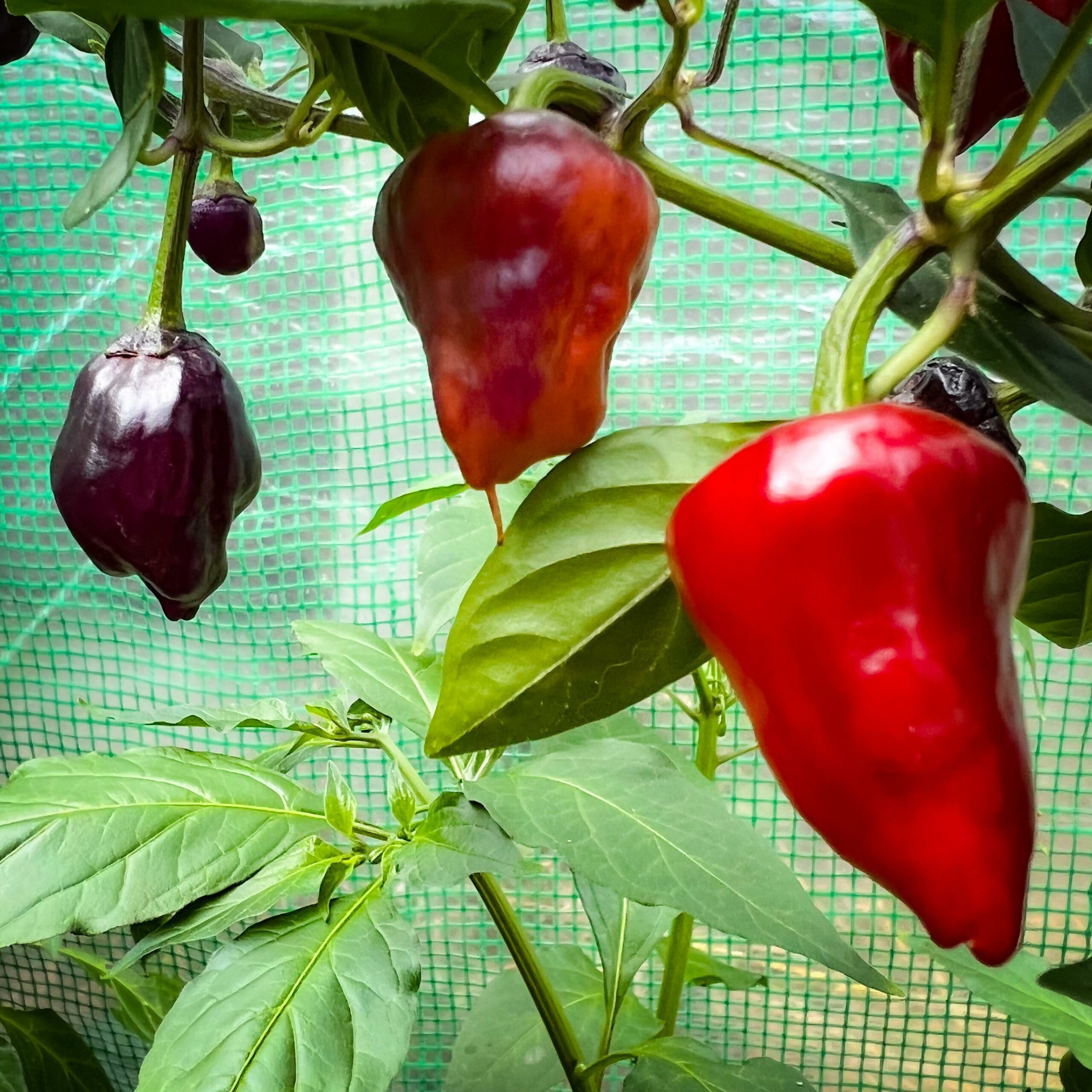 Three different stages of ripening on these Purple UFOs! - Chili Chili