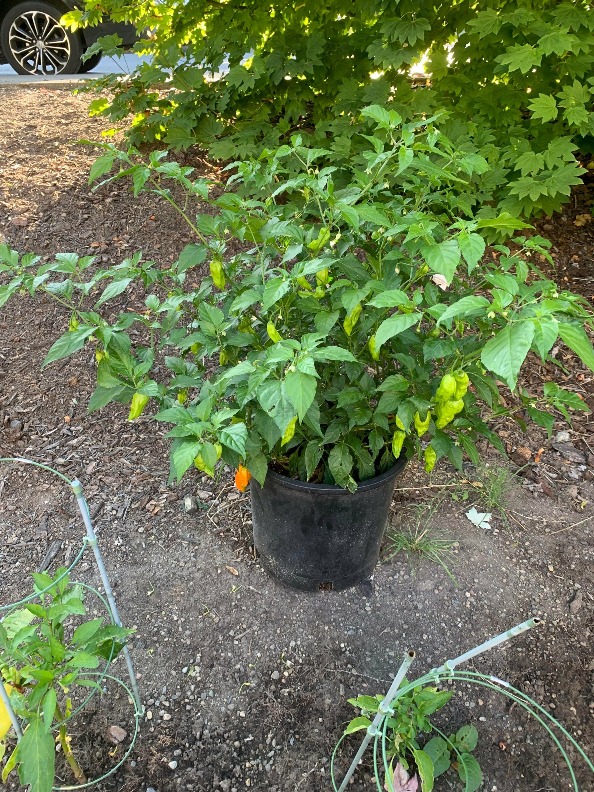 I bought a ghost pepper plant this year not expecting much. Most of my ...