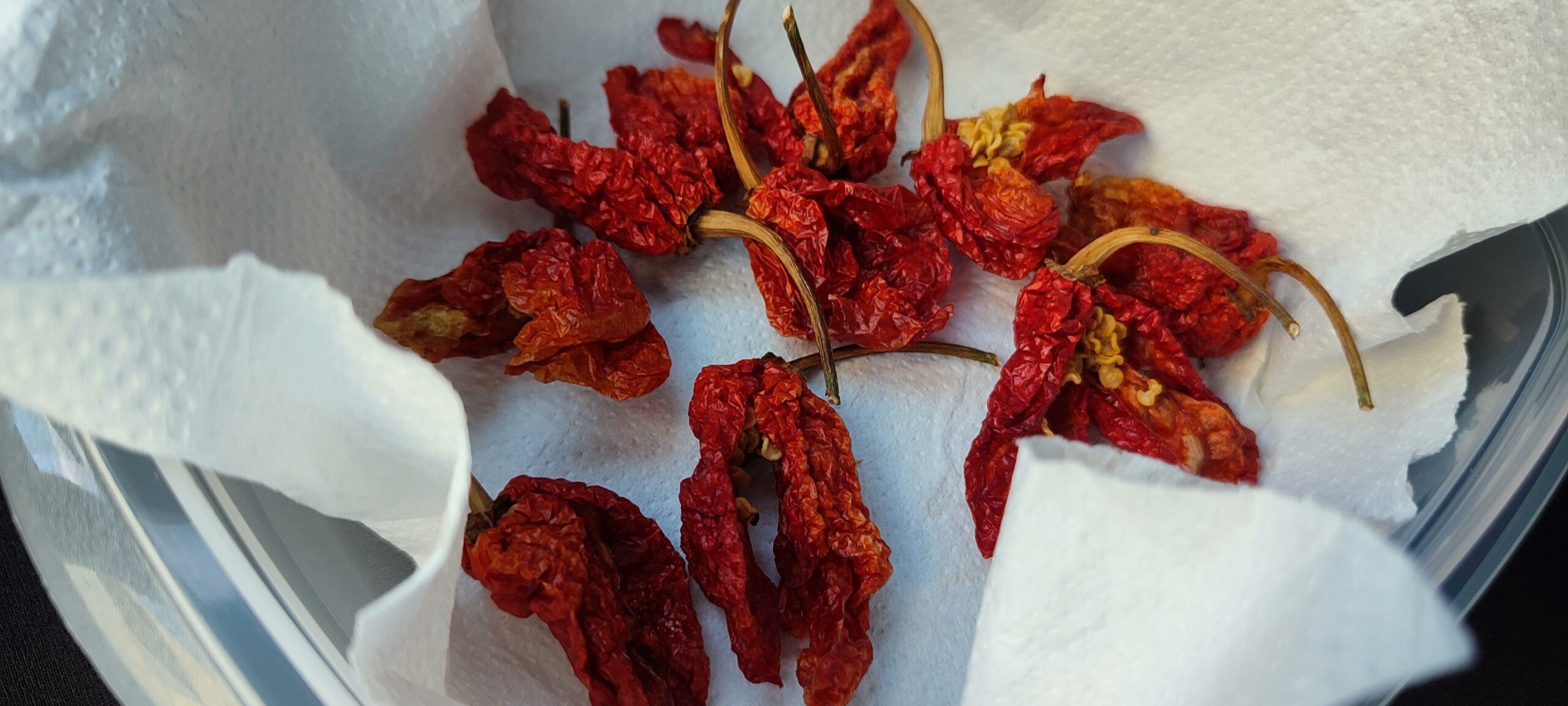Car dried Trinidad Scorpion - Chili Chili
