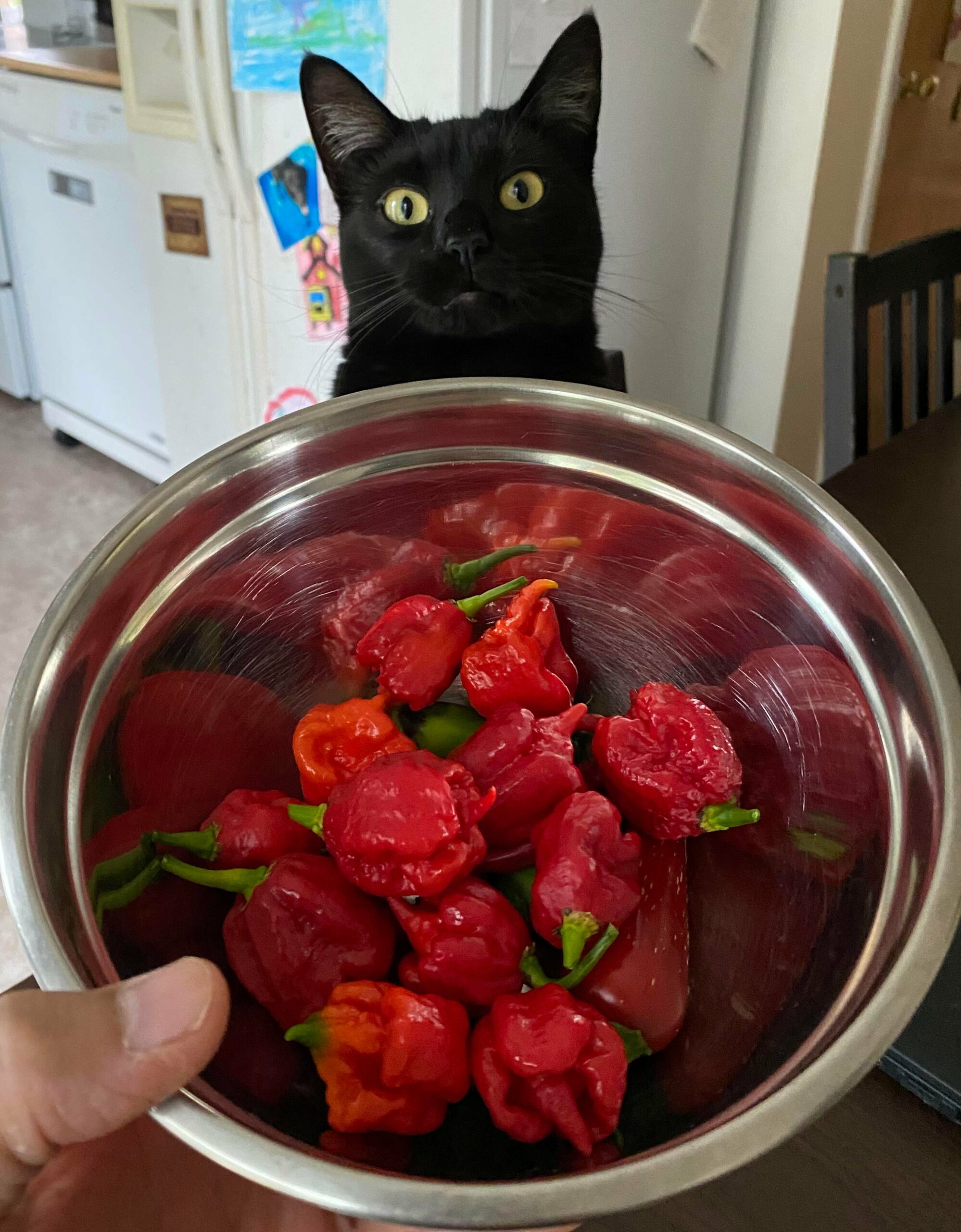 Last Trinidad scorpion and reaper haul of the season. Time to dehydrate ...
