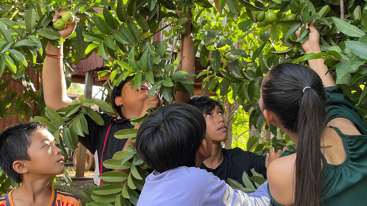 yummy.....pickled guava for Eating hot chili and salt | guava on the ...