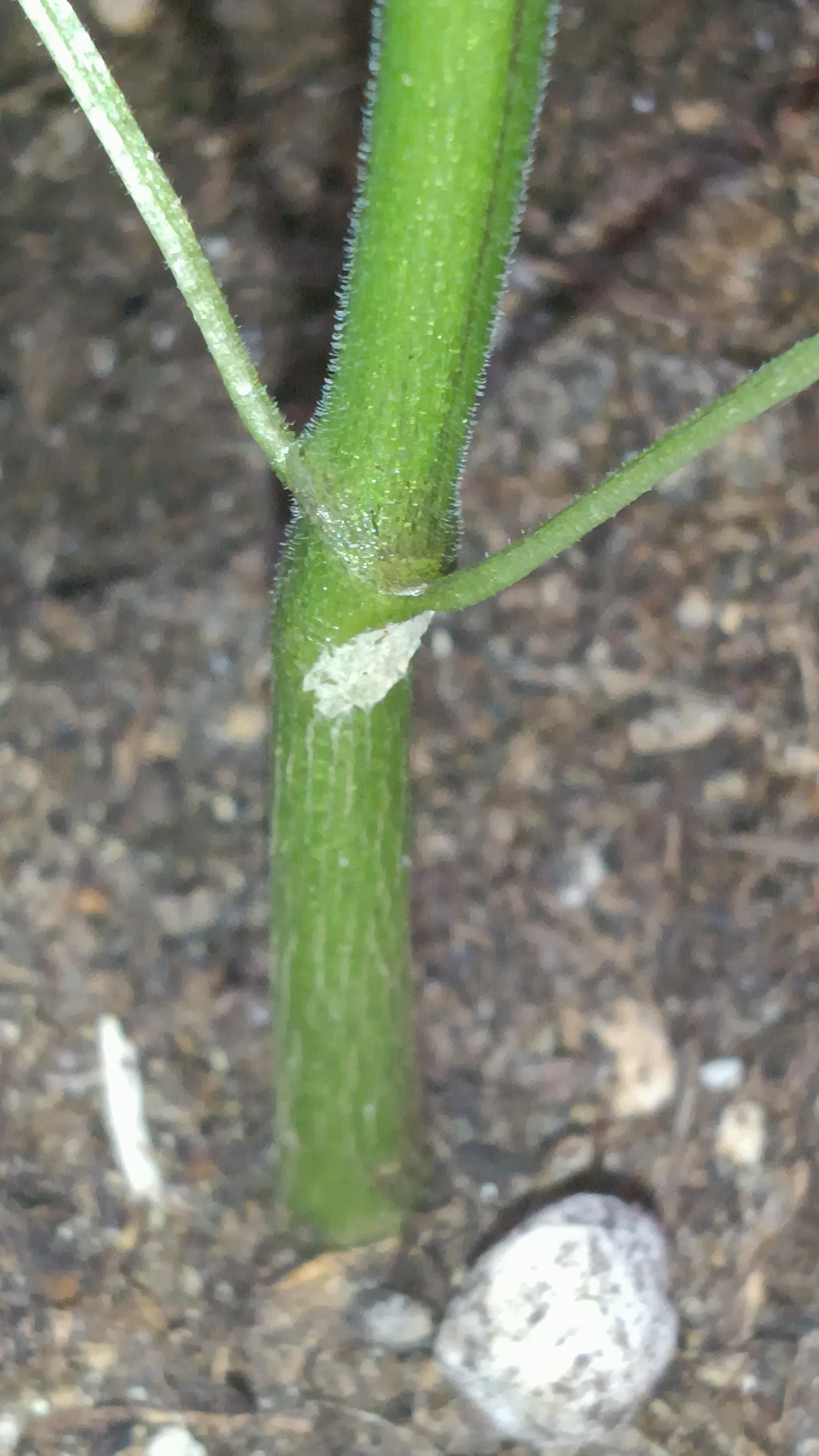 What is this white spot on my bell pepper plant? - Chili Chili