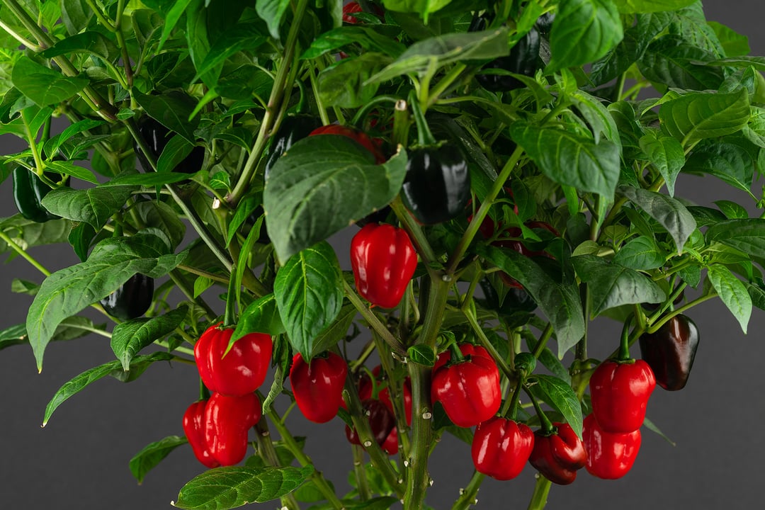 Aji Cachucha. 150 Days Since Seeds. Productive, Small Indoor Plant ...