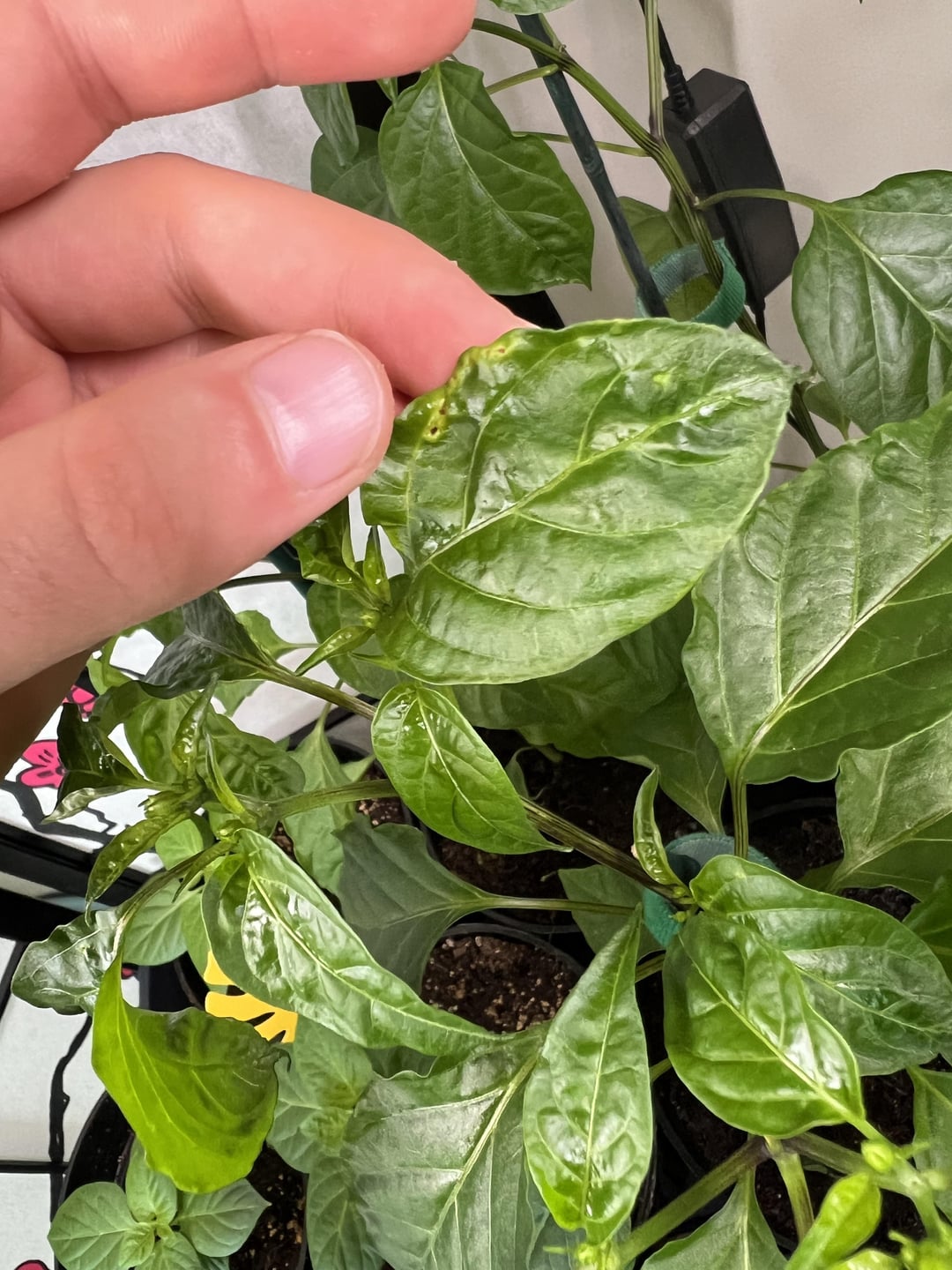 Calcium deficiency? - Chili Chili