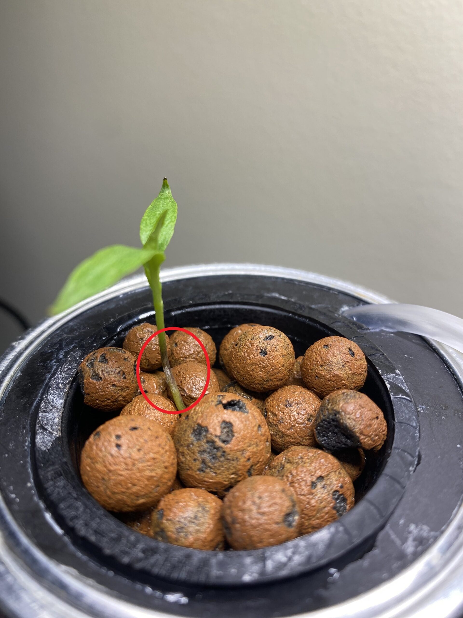 Is this phytophthora blight on my peter pepper? - Chili Chili