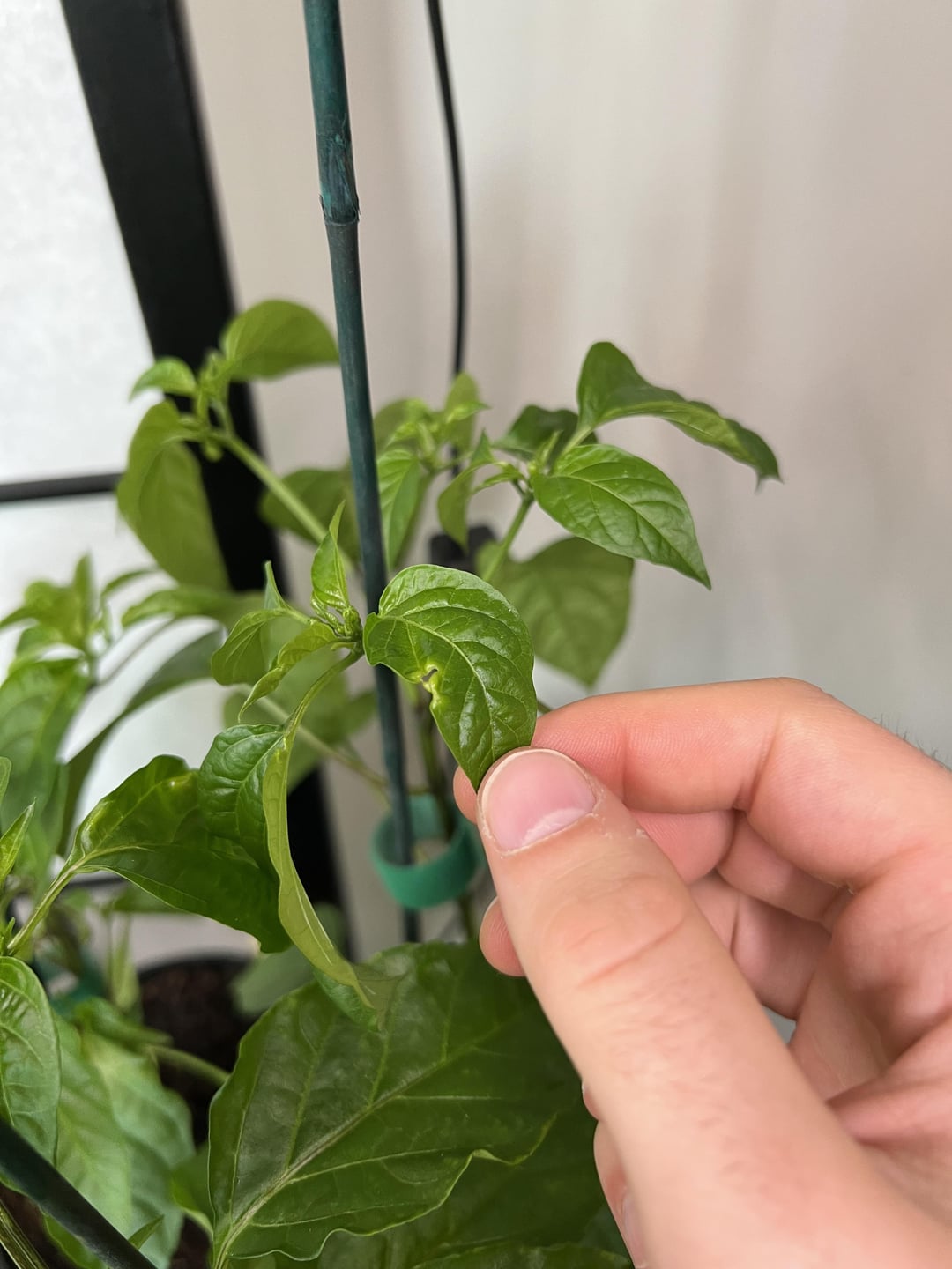 Calcium deficiency? - Chili Chili