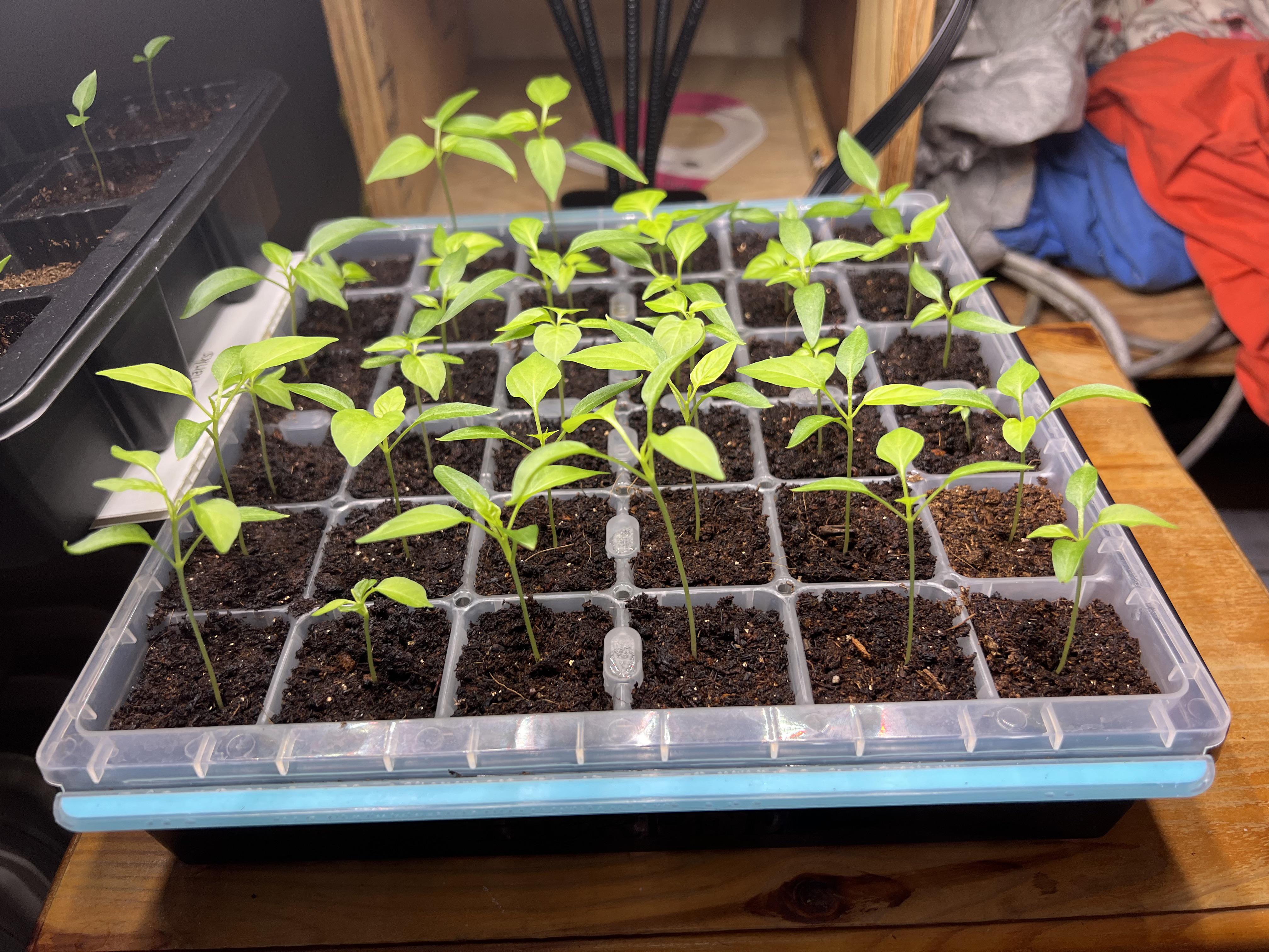 Transplant into red solo cups? - Chili Chili