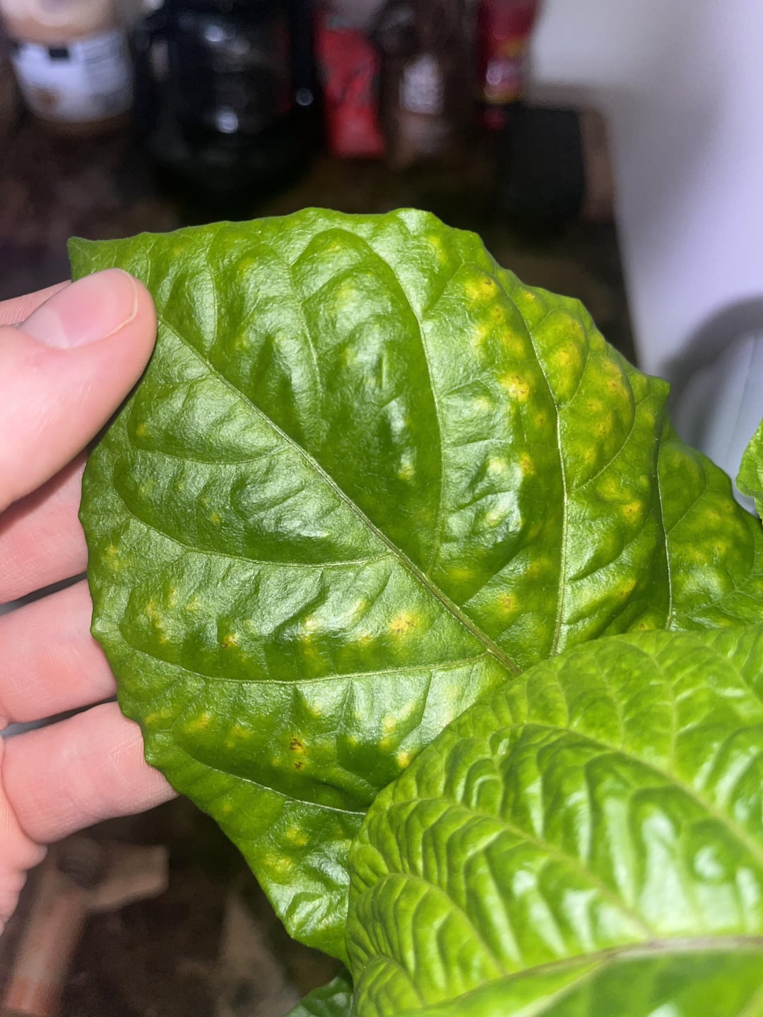 Disease or Mag deficiency? - Chili Chili