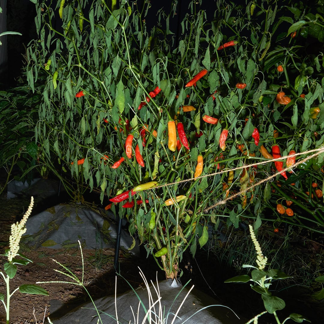 What an Aji Crystal chili plant looks like with a nutrient EC of 12.8 ...
