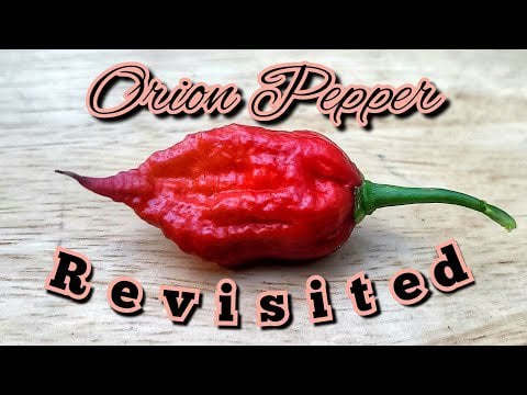 The Orion Pepper "REVISITED" - Chili Chili