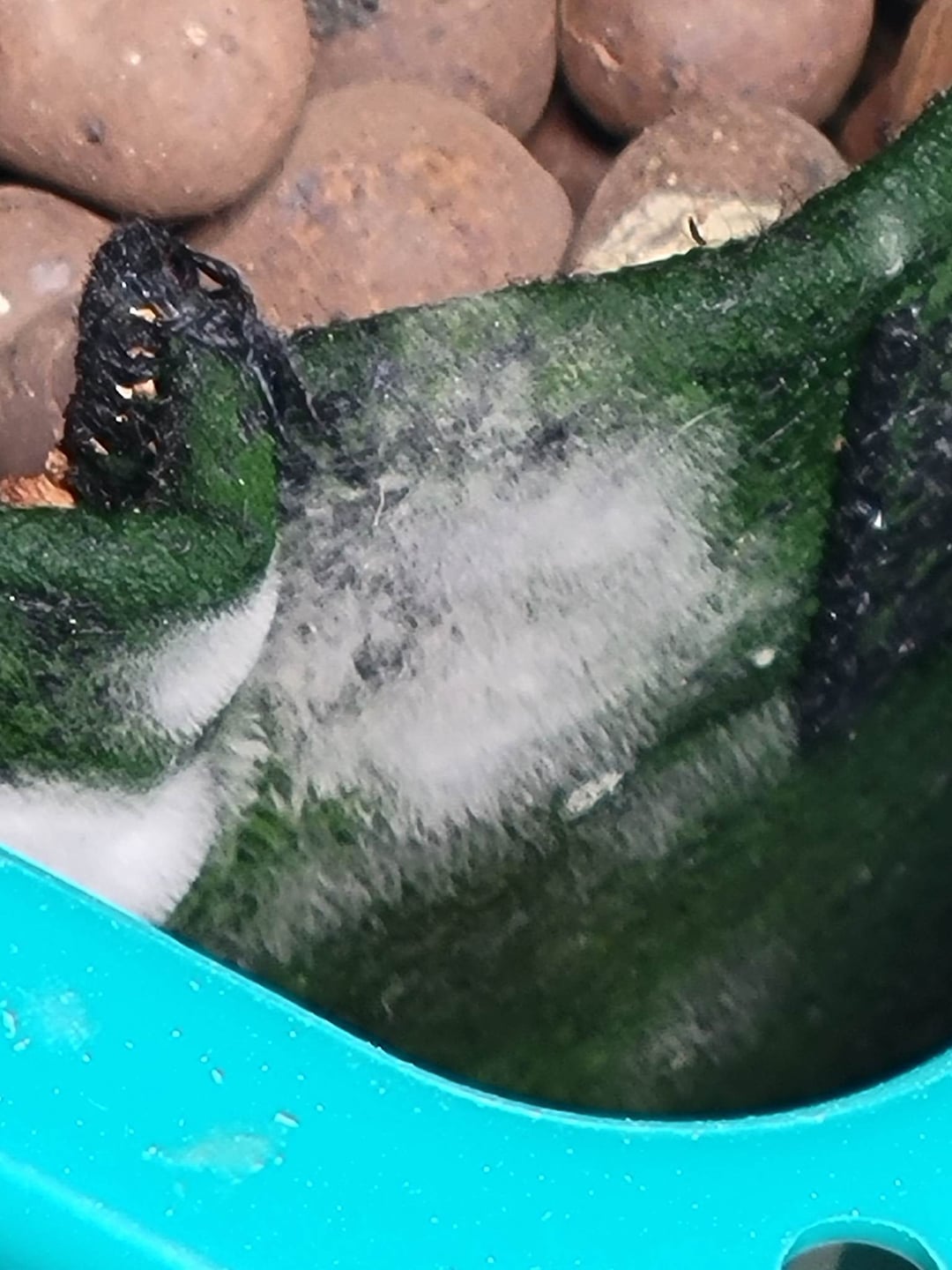 Is this mold or Mycorrhizae (Mykos Powder was used when transplating ...