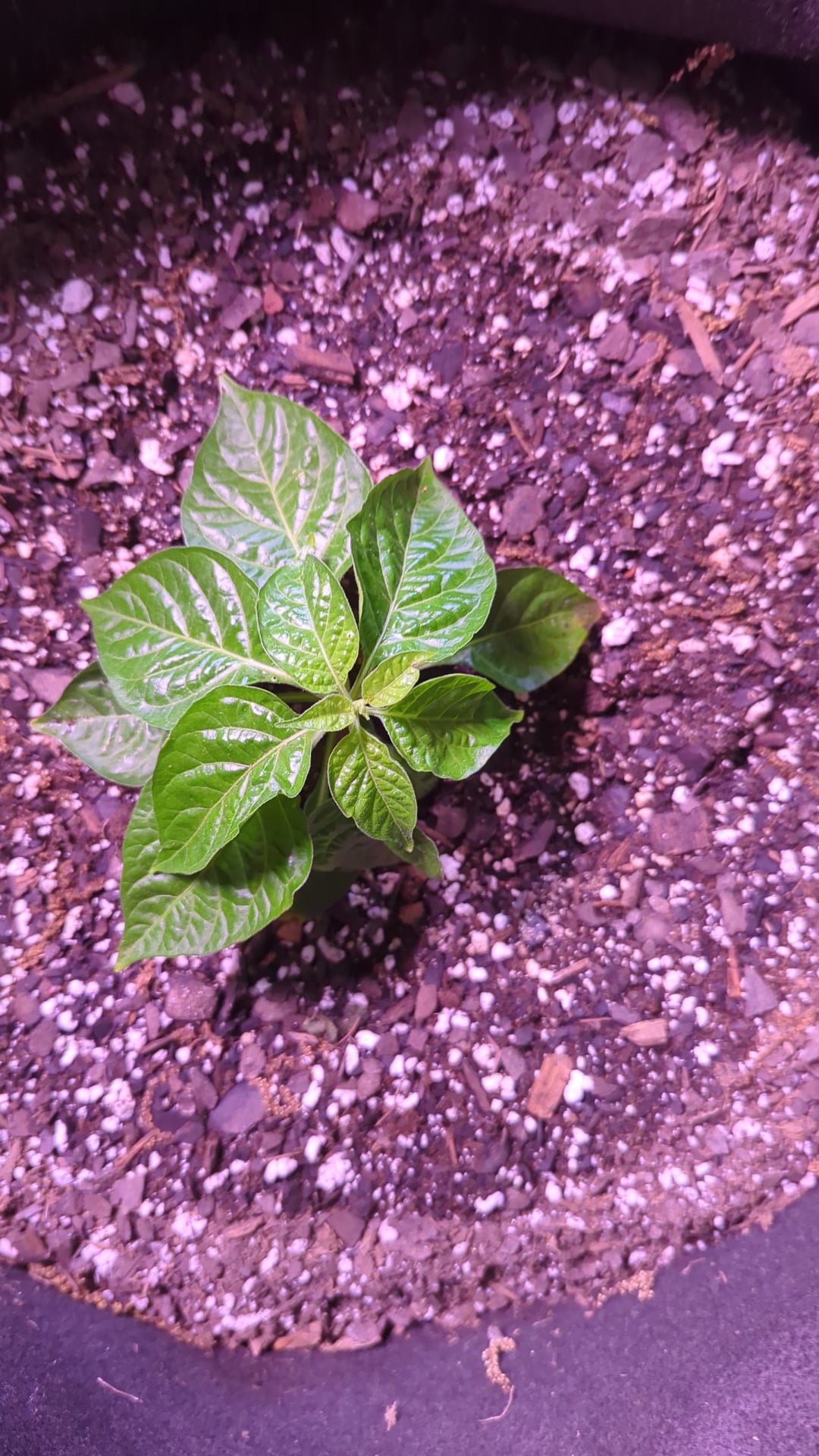 How do these look? - Chili Chili