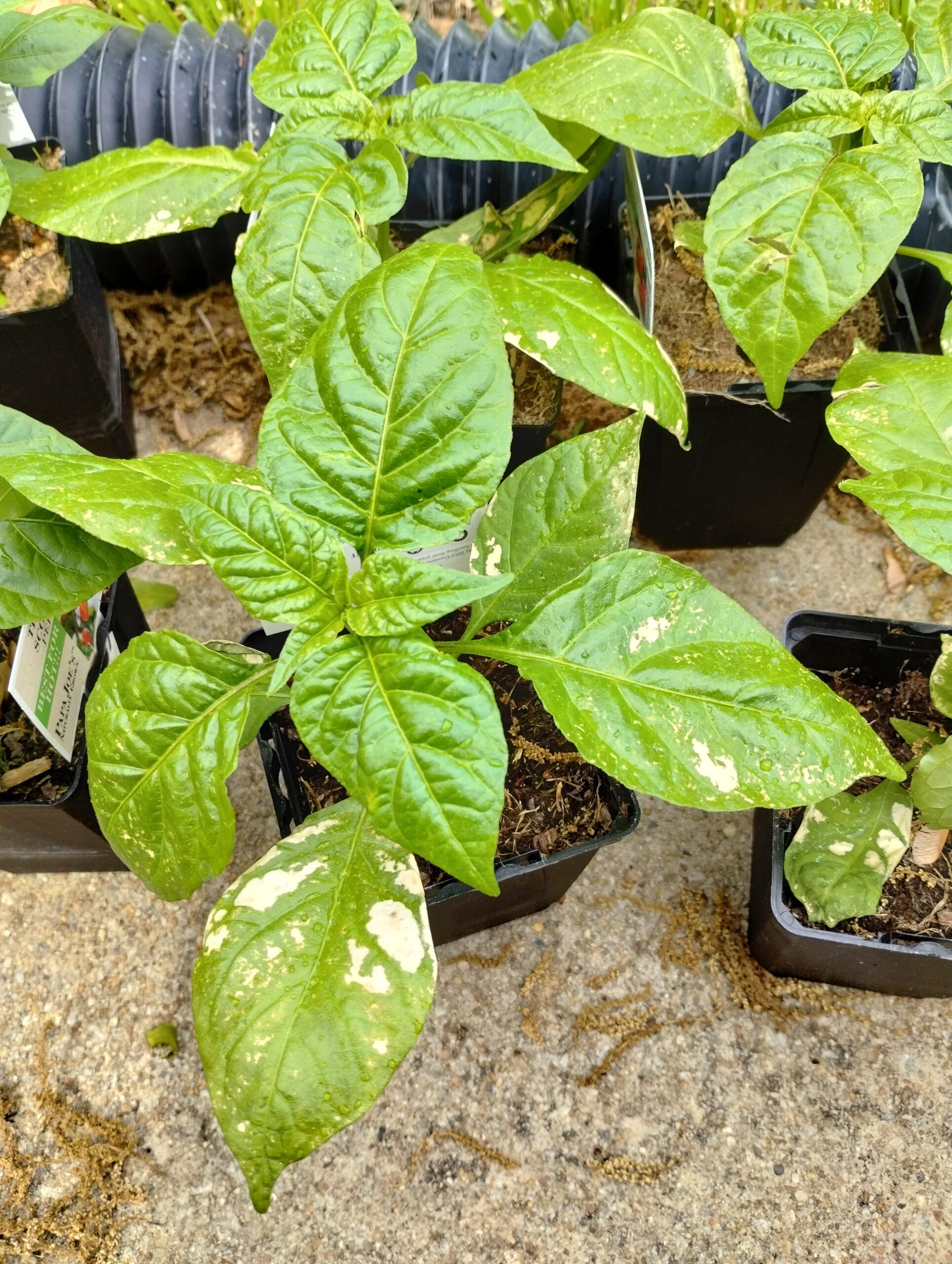 Does this look like sunburn? - Chili Chili