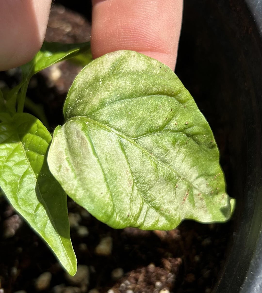 Is this due to mites? What can I do? - Chili Chili