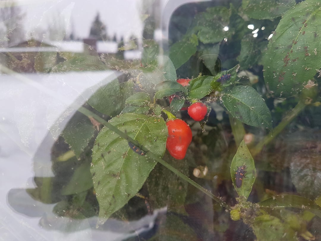 aphids and Ladybug larvae in action - Chili Chili