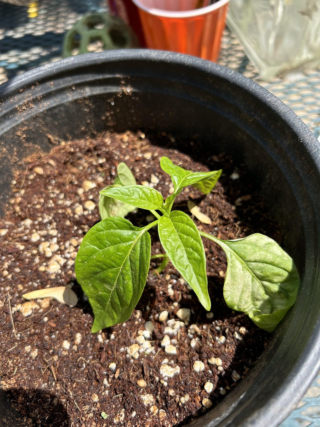 Is this due to mites? What can I do? - Chili Chili