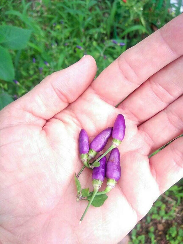 Cabai burung ungu various stages of ripening - Chili Chili