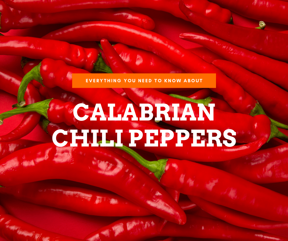 What are Calabrian peppers supposed to look like? - Chili Chili