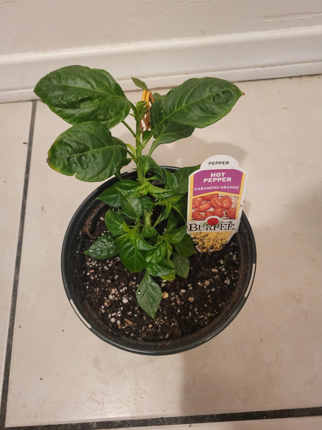 What topping does, and why it's important for a longer harvest or a ...