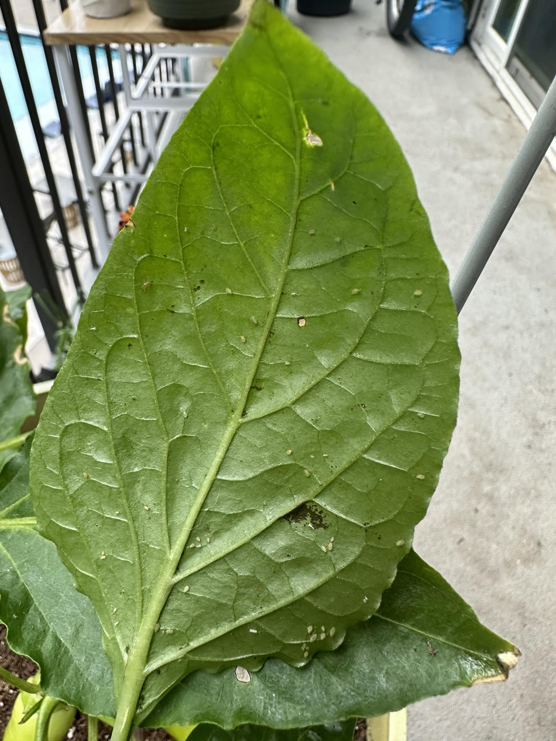 Aphids? Spider mites? Worth saving? - Chili Chili