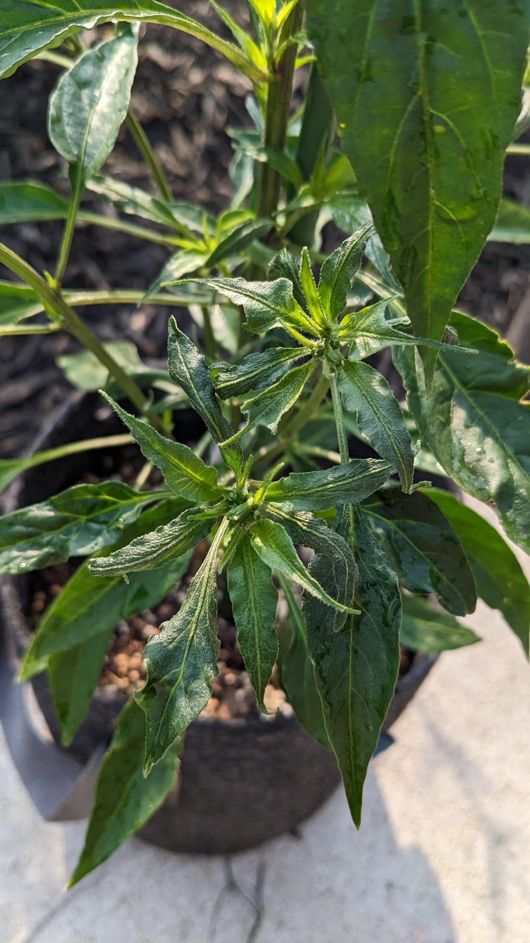 New leaves are crinkly and deformed. Is this mite damage? - Chili Chili