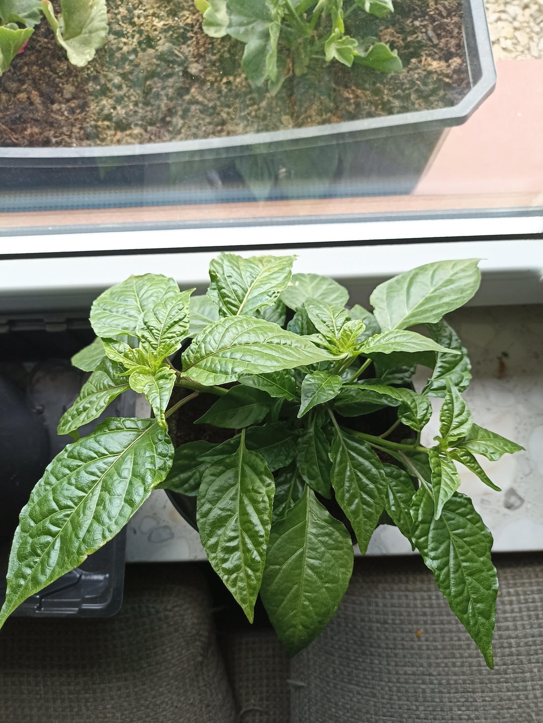 Carolina reaper, white fatali and de Cayenne. - Chili Chili
