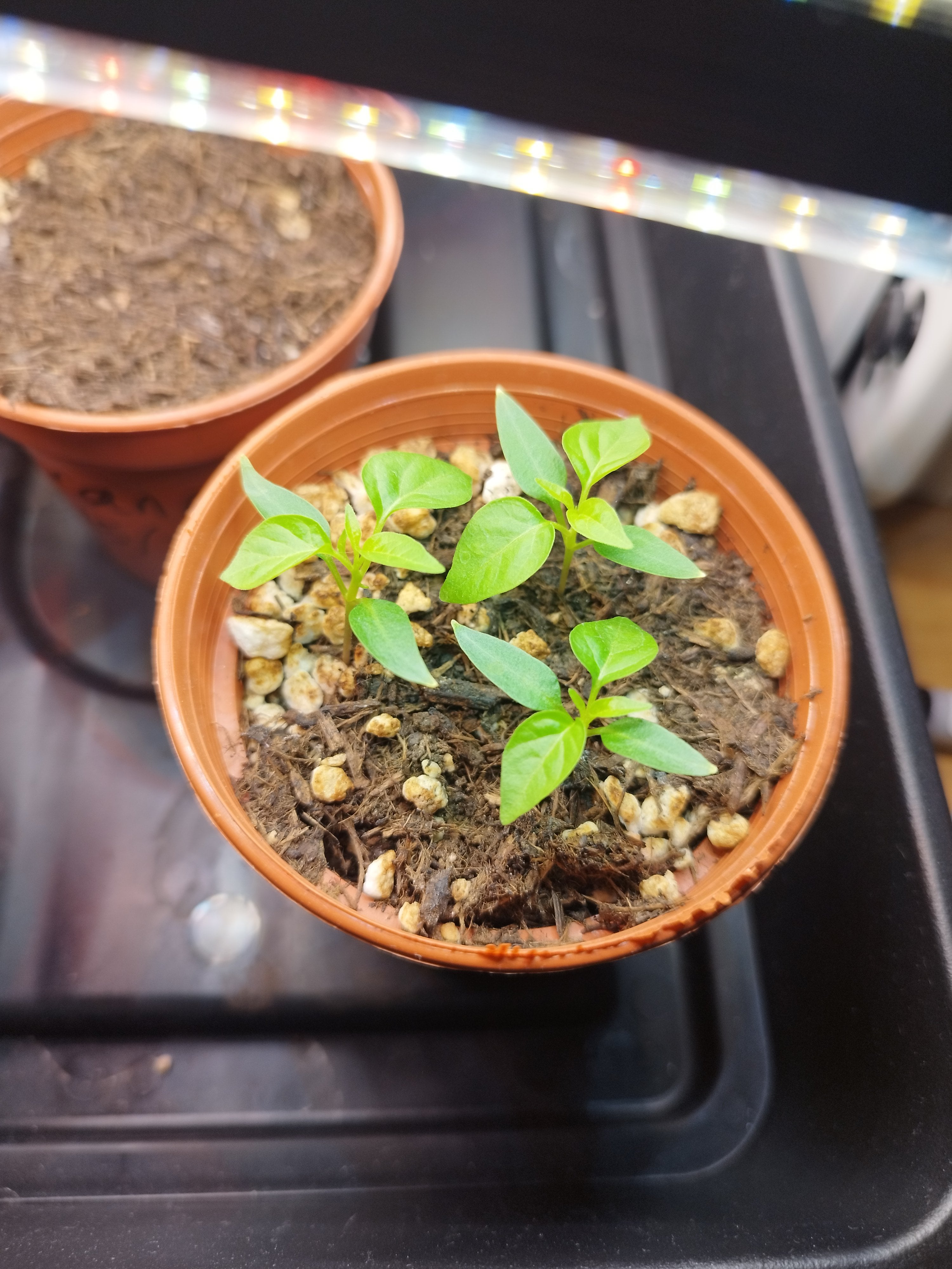 Serrano/Prairie Fire seedlings after 3 weeks! Can anyone give some ...