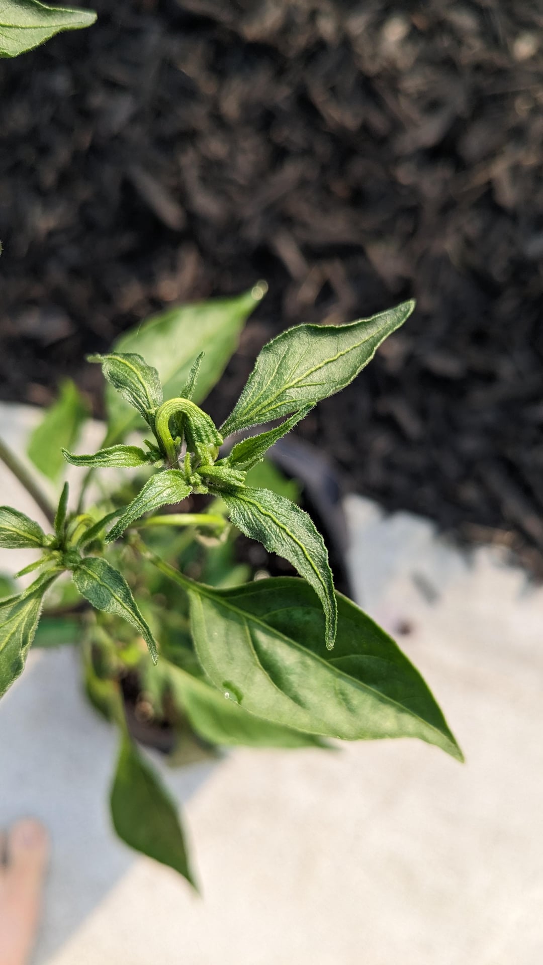 New leaves are crinkly and deformed. Is this mite damage? - Chili Chili
