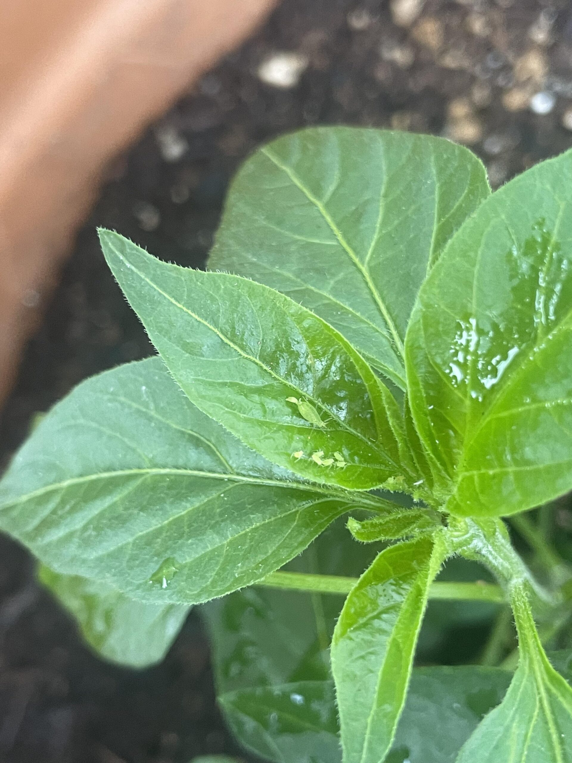 Are these aphids? - Chili Chili