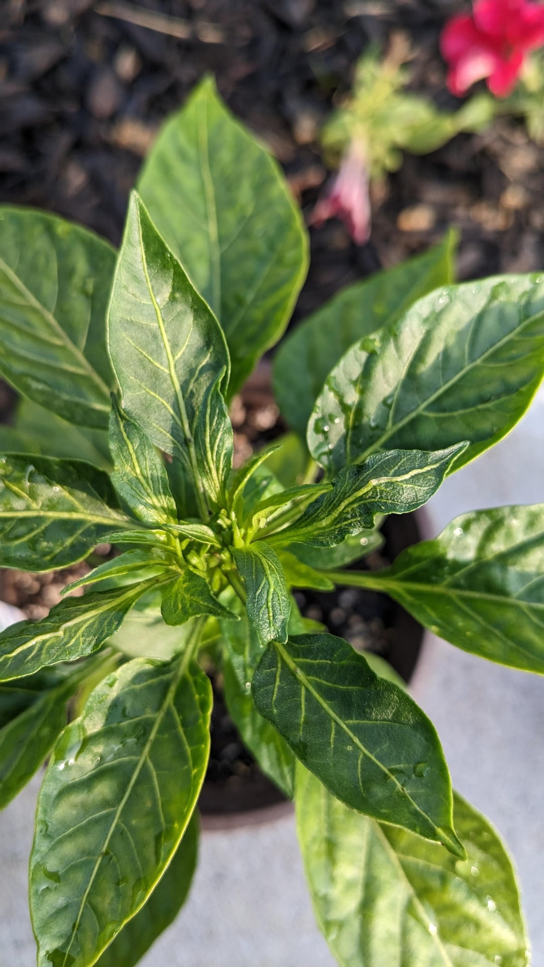 New leaves are crinkly and deformed. Is this mite damage? - Chili Chili