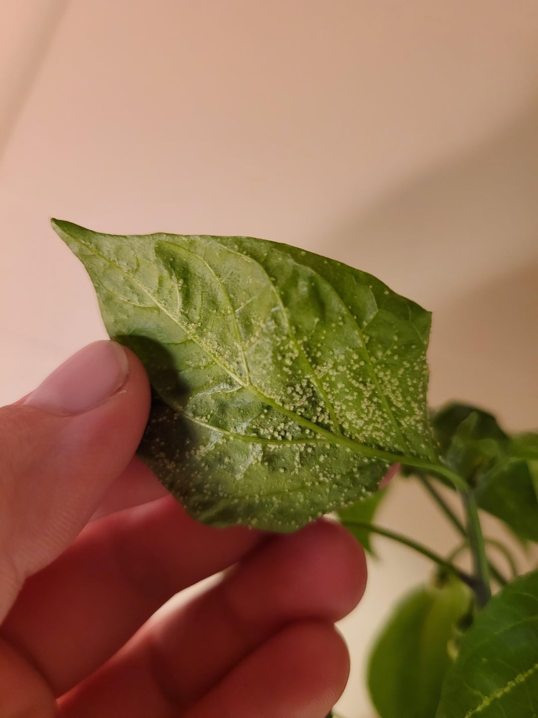 What are these white bumps on the bottom of my leaves? - Chili Chili
