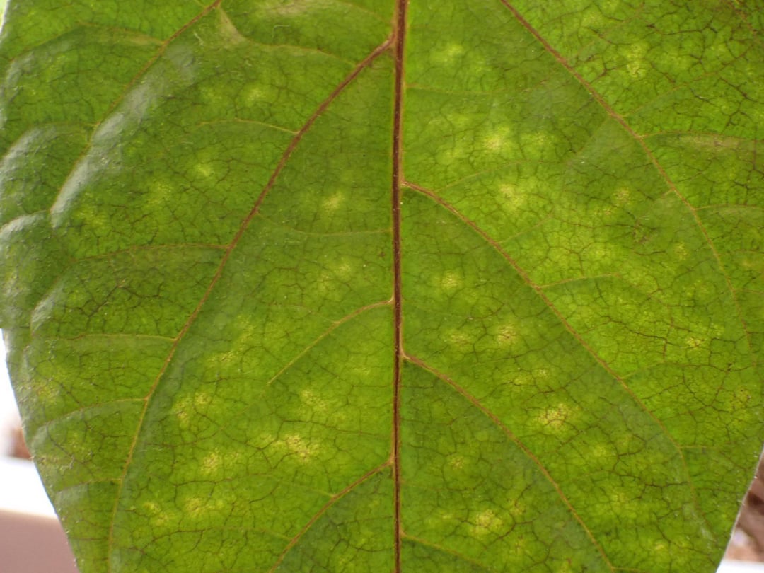 Nutrient deficiency? Nutrient burn? Pest attack? What is going on with ...