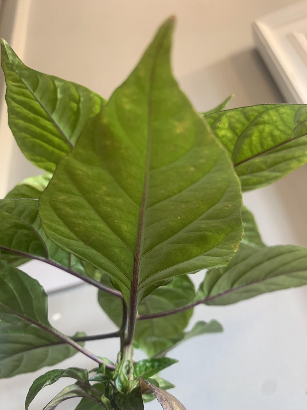Nutrient deficiency? Nutrient burn? Pest attack? What is going on with ...