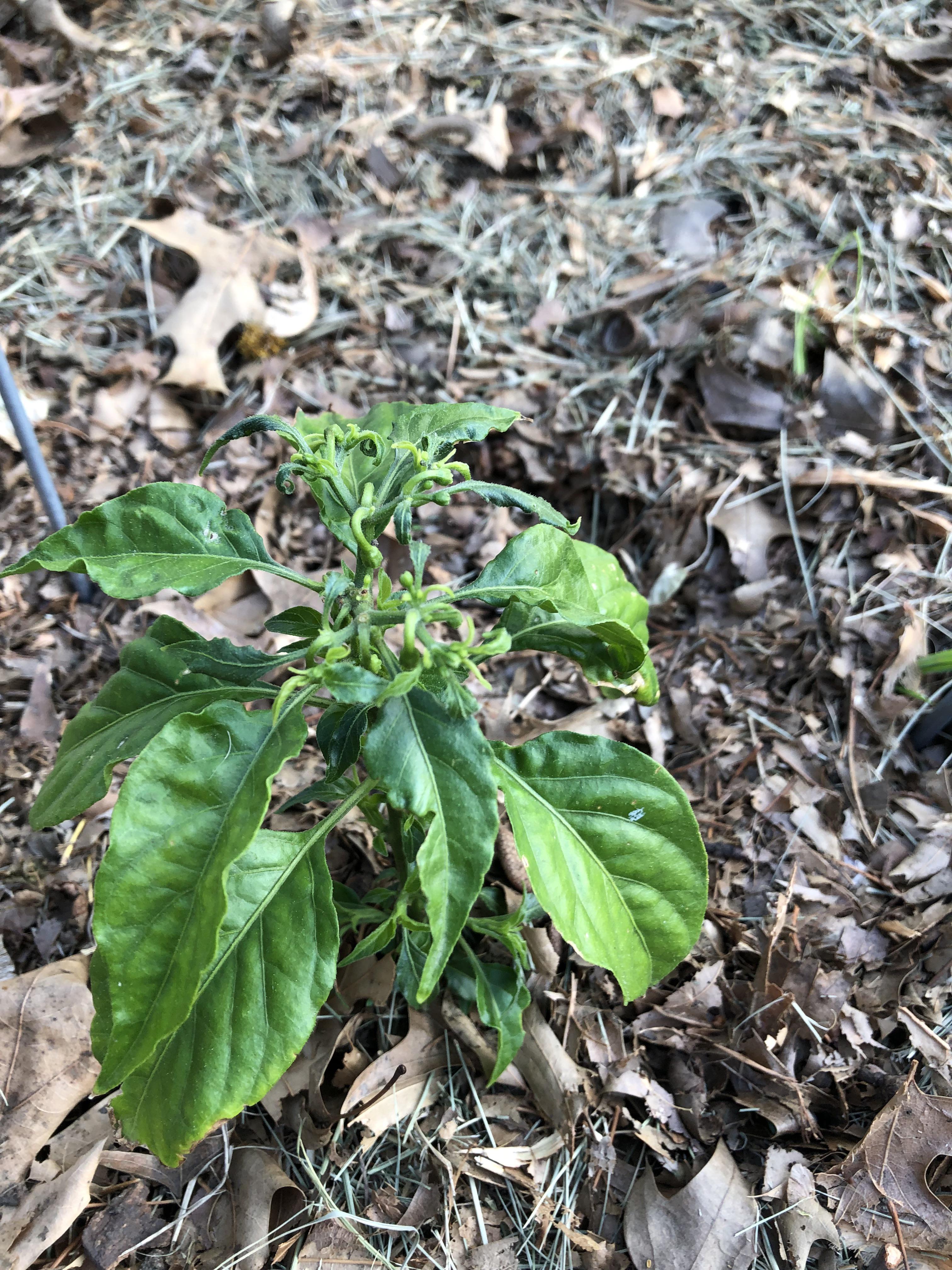 Is this broad mite damage? - Chili Chili